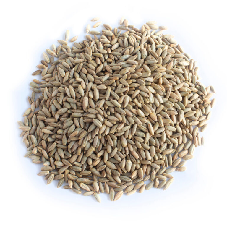 Organic Rye Berries - SunRidge Farms