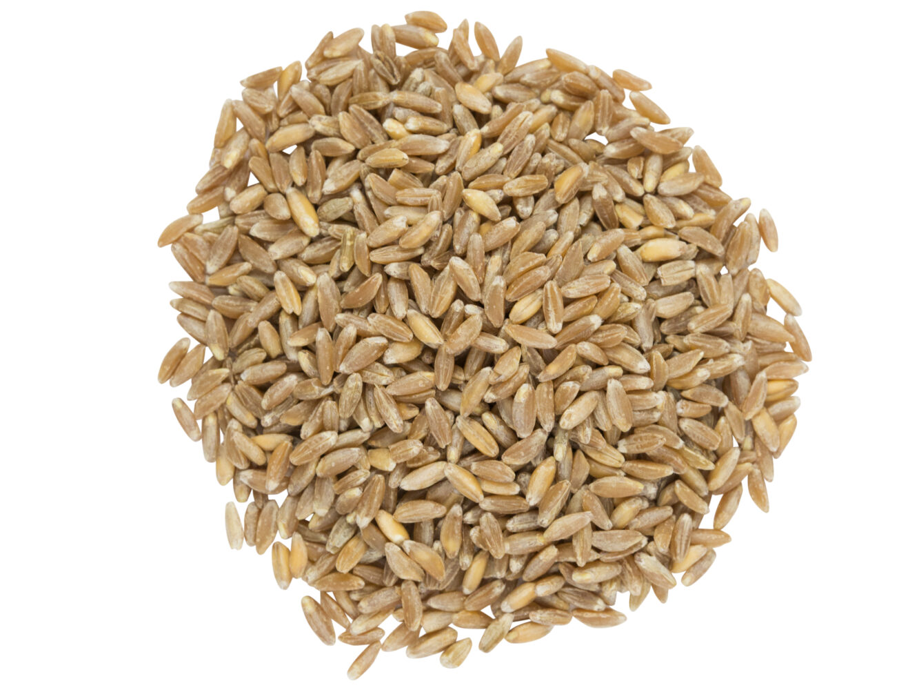 Organic Pearled Farro Wheat - SunRidge Farms